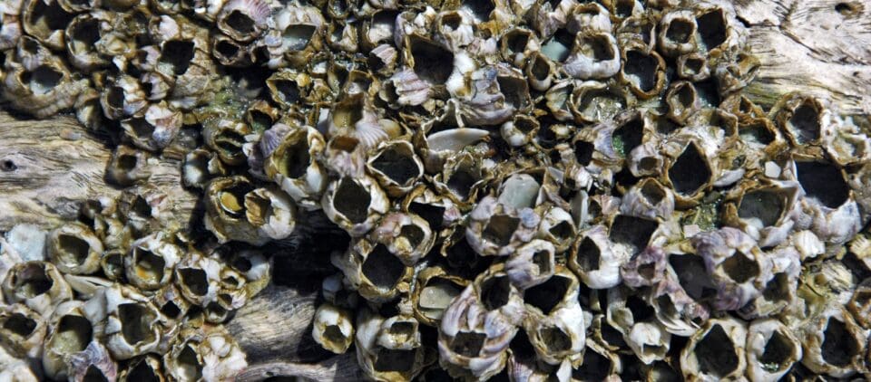 Barnacle SEO: What It Is and How To Use It - Return On Now